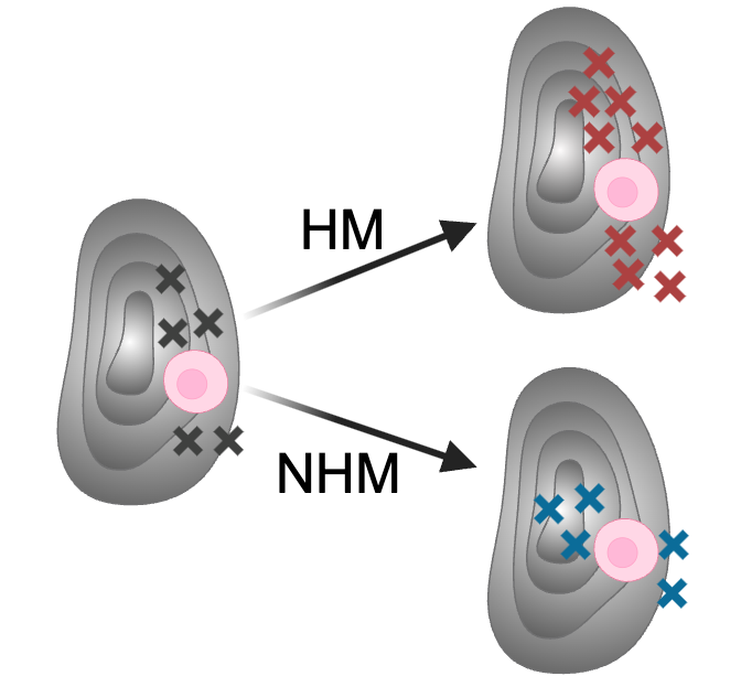 Cancer mutation preprint | Gutenkunst Group